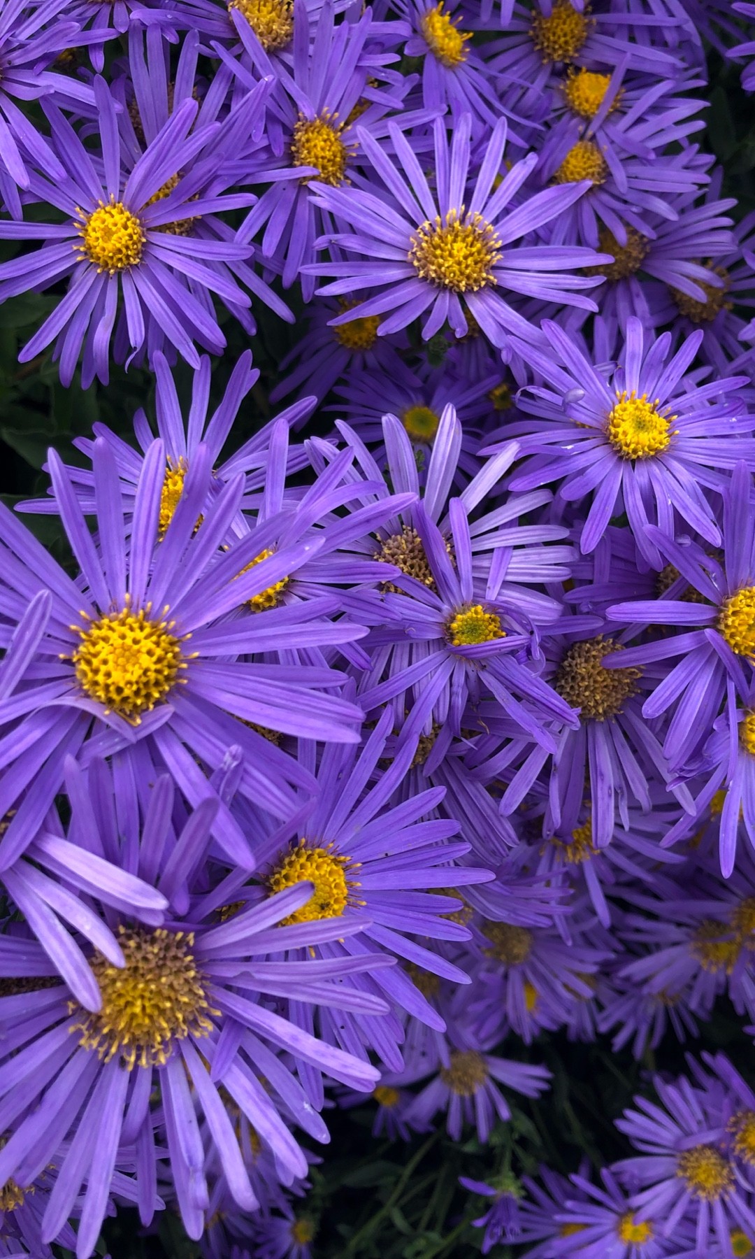 Asters Care (Watering, Fertilize, Pruning, Propagation) - PictureThis