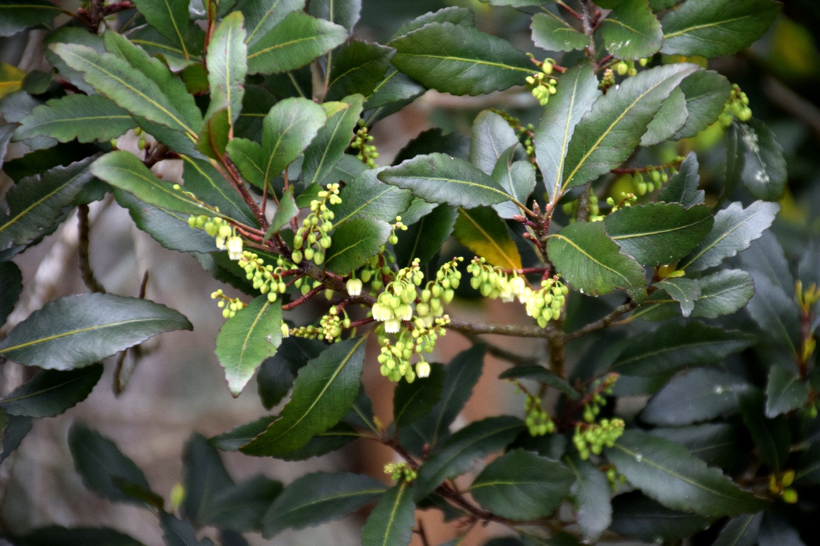 Elaeocarpus (Elaeocarpaceae) Flower, Leaf, Care, Uses - PictureThis
