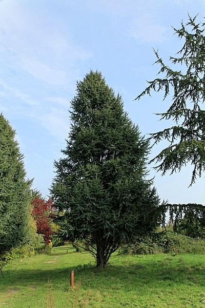 レバノンスギ（レバノン杉） (Cedrus libani) 花言葉，毒性，よくある質問 - PictureThis