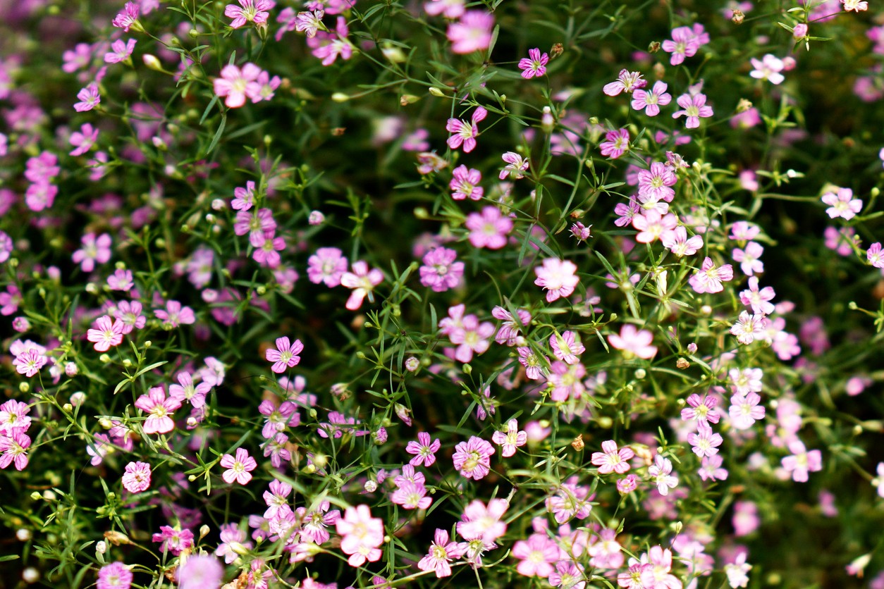 Serissa serissoides - PictureThis