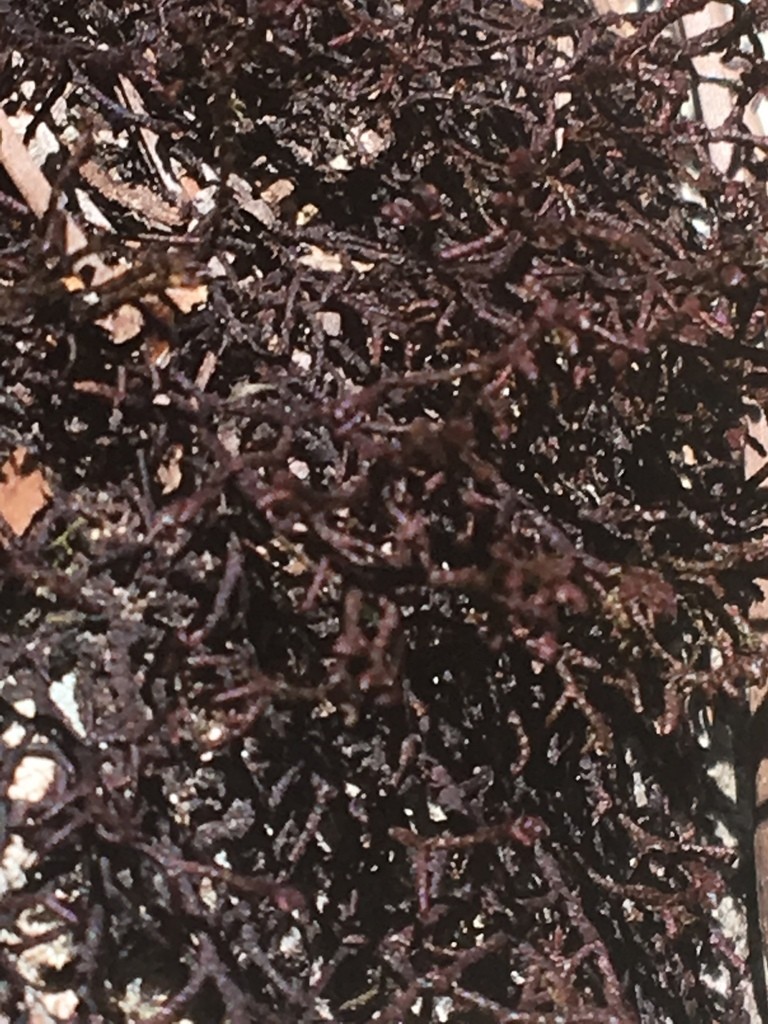 True mosses (Bryopsida) Flower, Leaf, Care, Uses - PictureThis