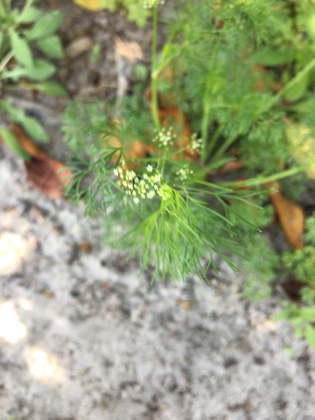Marsh parsley (Cyclospermum leptophyllum) Flower, Leaf, Care, Uses ...