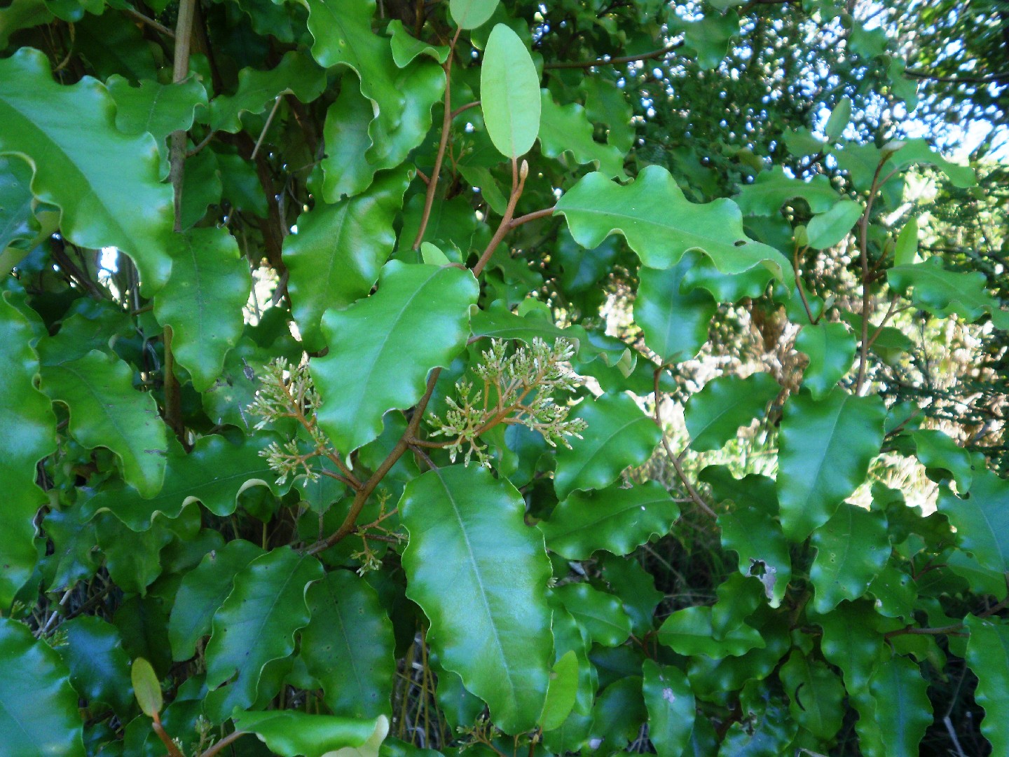 Olearia paniculata - PictureThis