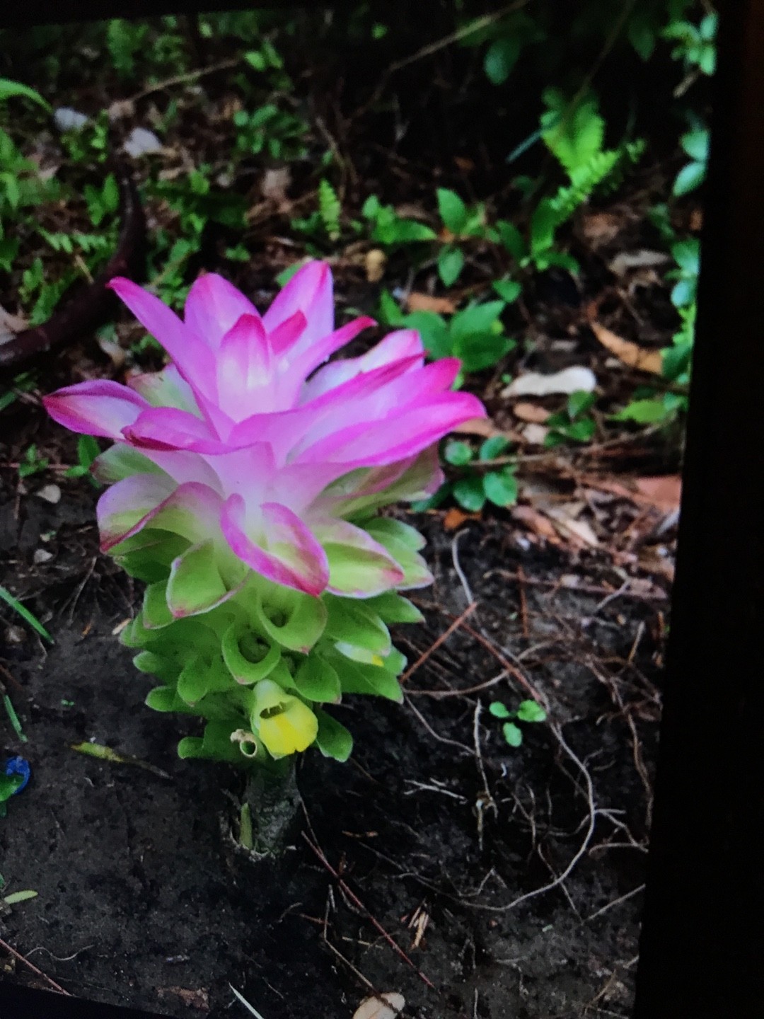 Curcuma aromatica - PictureThis