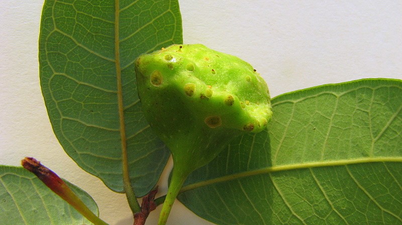 Coquillo (Brosimum guianense) - PictureThis