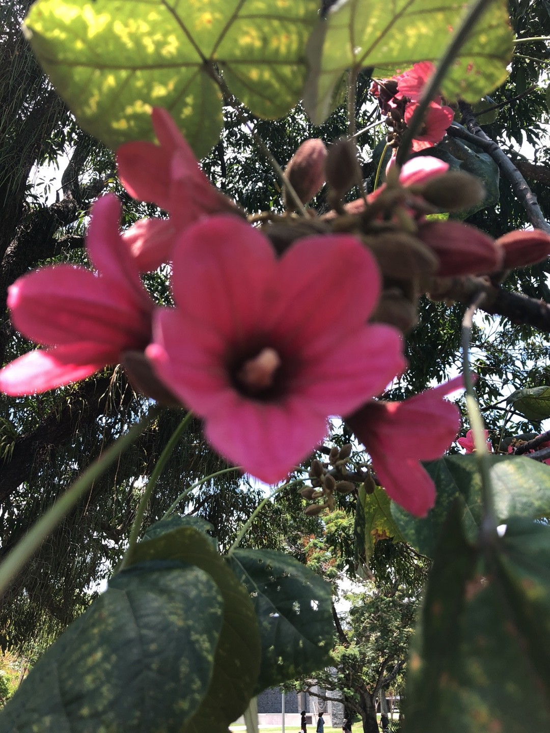 Brachychiton discolor - PictureThis