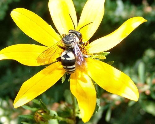 How to Pollinate Clasping Venus's looking glass? (Pollinators, Time ...