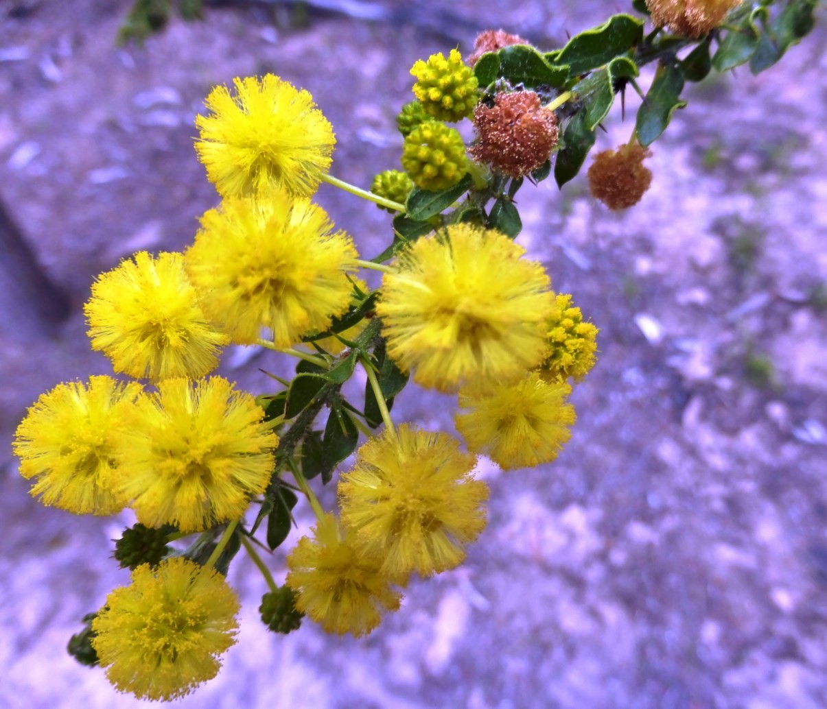 Acacia paradoxa - PictureThis