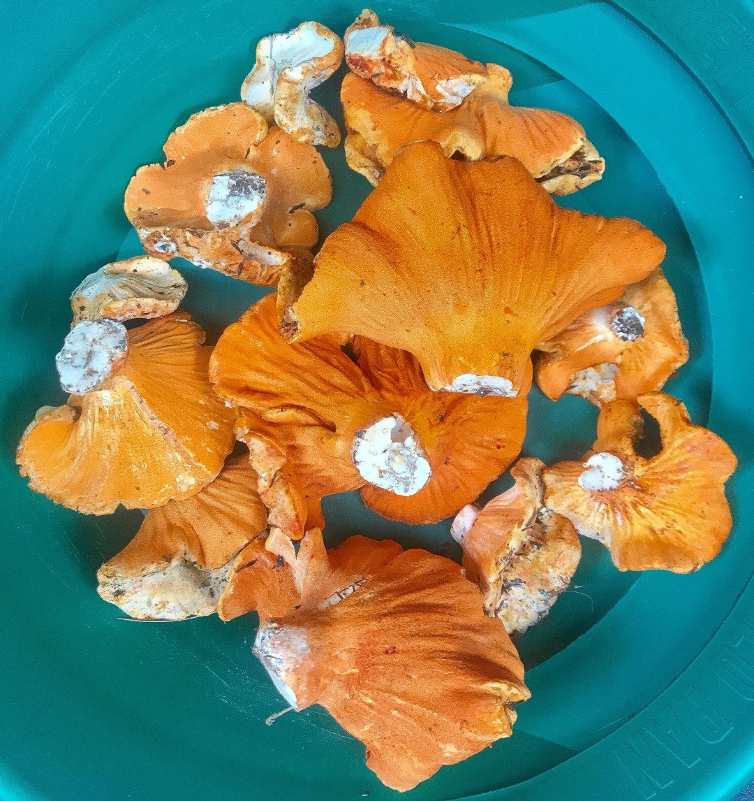 Oreja de puerco (Hypomyces lactifluorum) - PictureThis