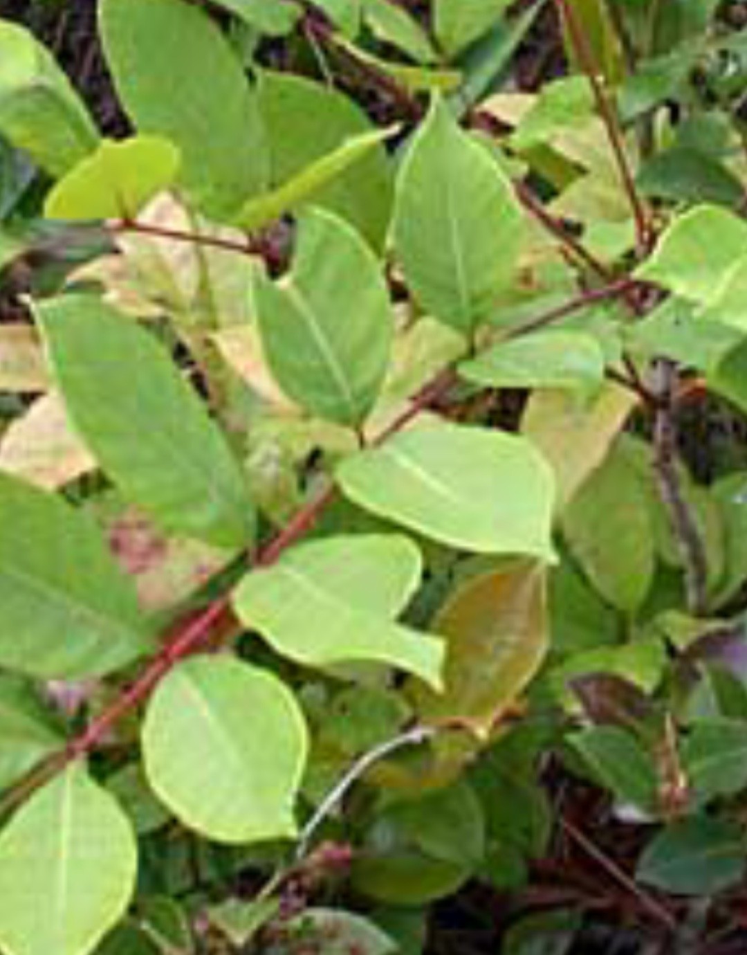 Zumaque venenoso (Toxicodendron vernix) - PictureThis