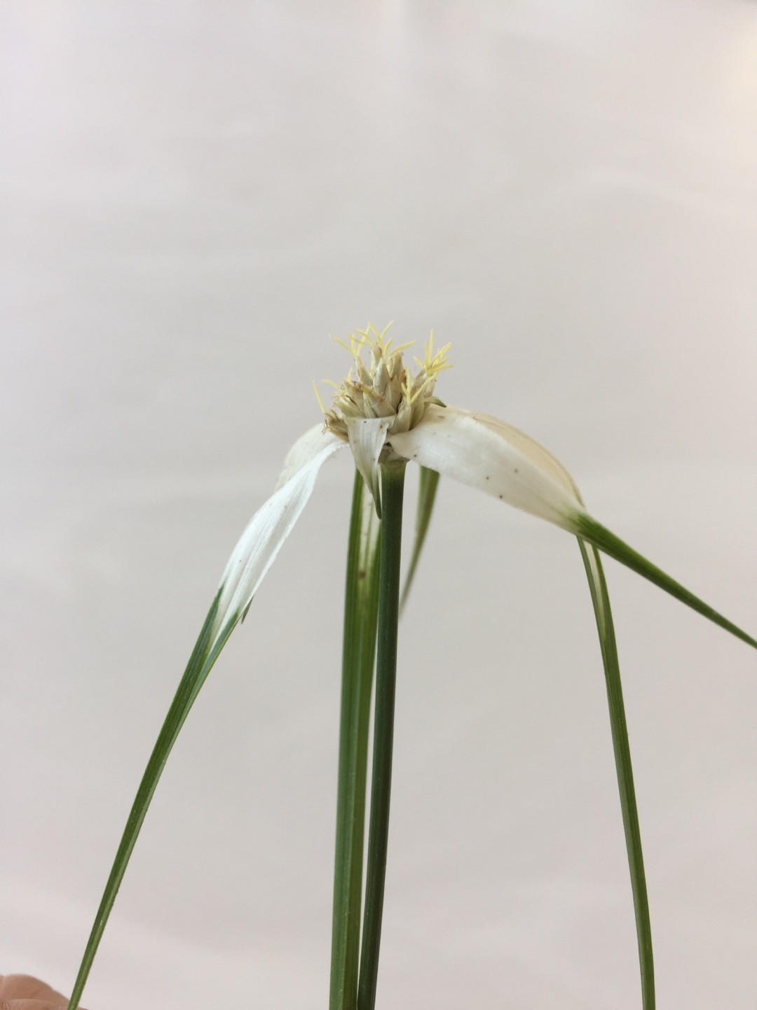 Capim-estrela (Rhynchospora colorata) - PictureThis