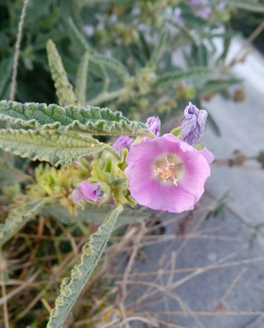 Cultivando Hierbas Bajo Luces Cómo Cultivar Hierbas Aromáticas En