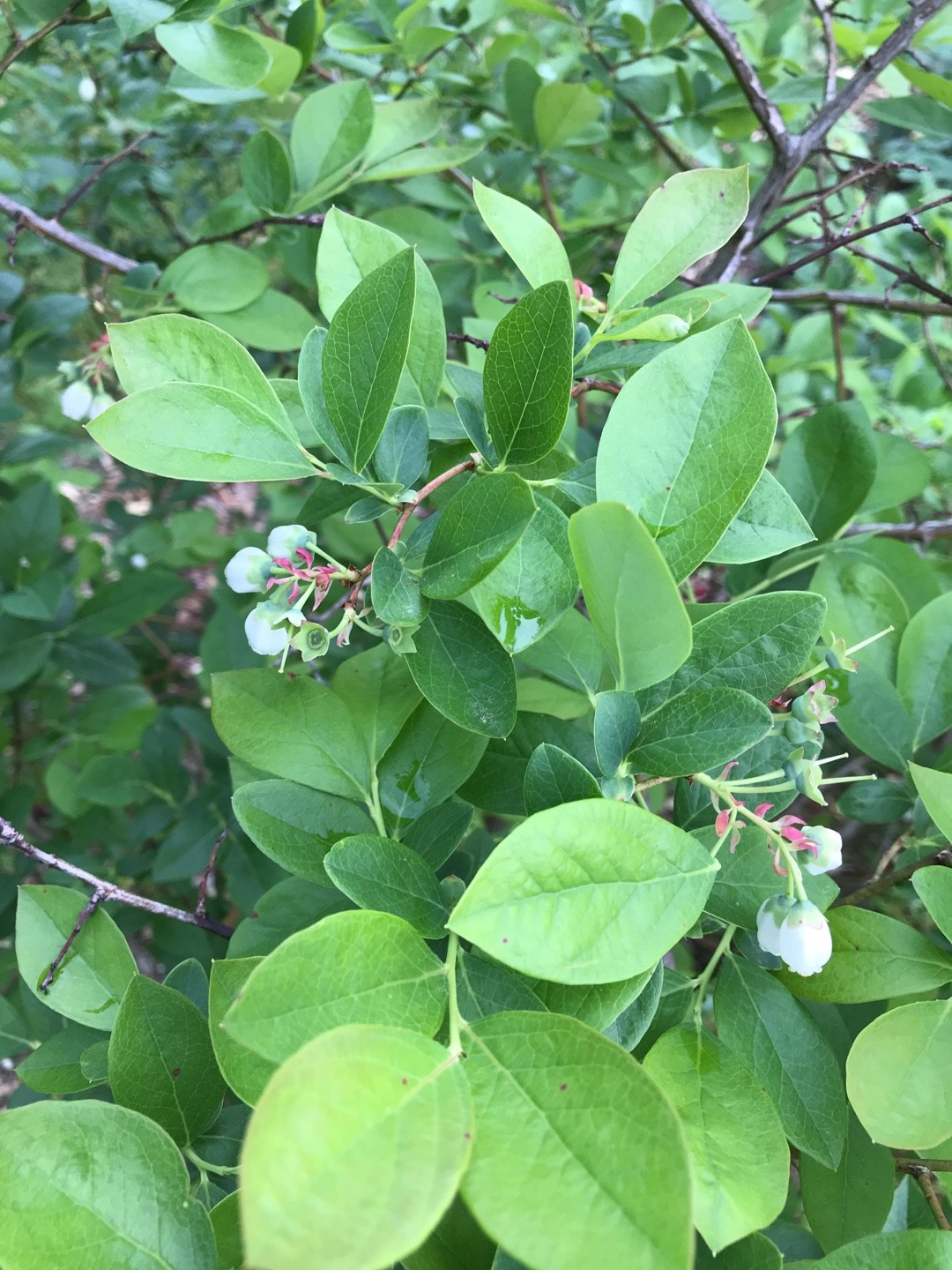 Dangleberry (Gaylussacia frondosa) Flower, Leaf, Care, Uses - PictureThis