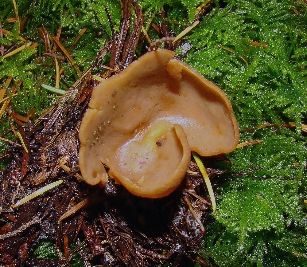 Otidea Care (Watering, Fertilize, Pruning, Propagation) - PictureThis