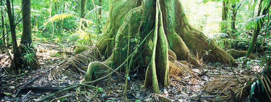 Pterocarpus officinalis - PictureThis