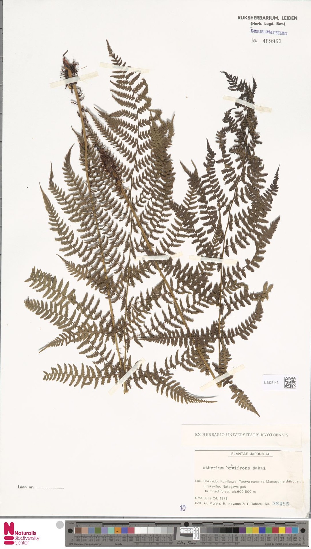 Athyrium brevifrons - PictureThis