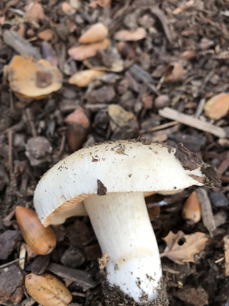 Bitter poisonpie (Hebeloma) Flower, Leaf, Care, Uses - PictureThis