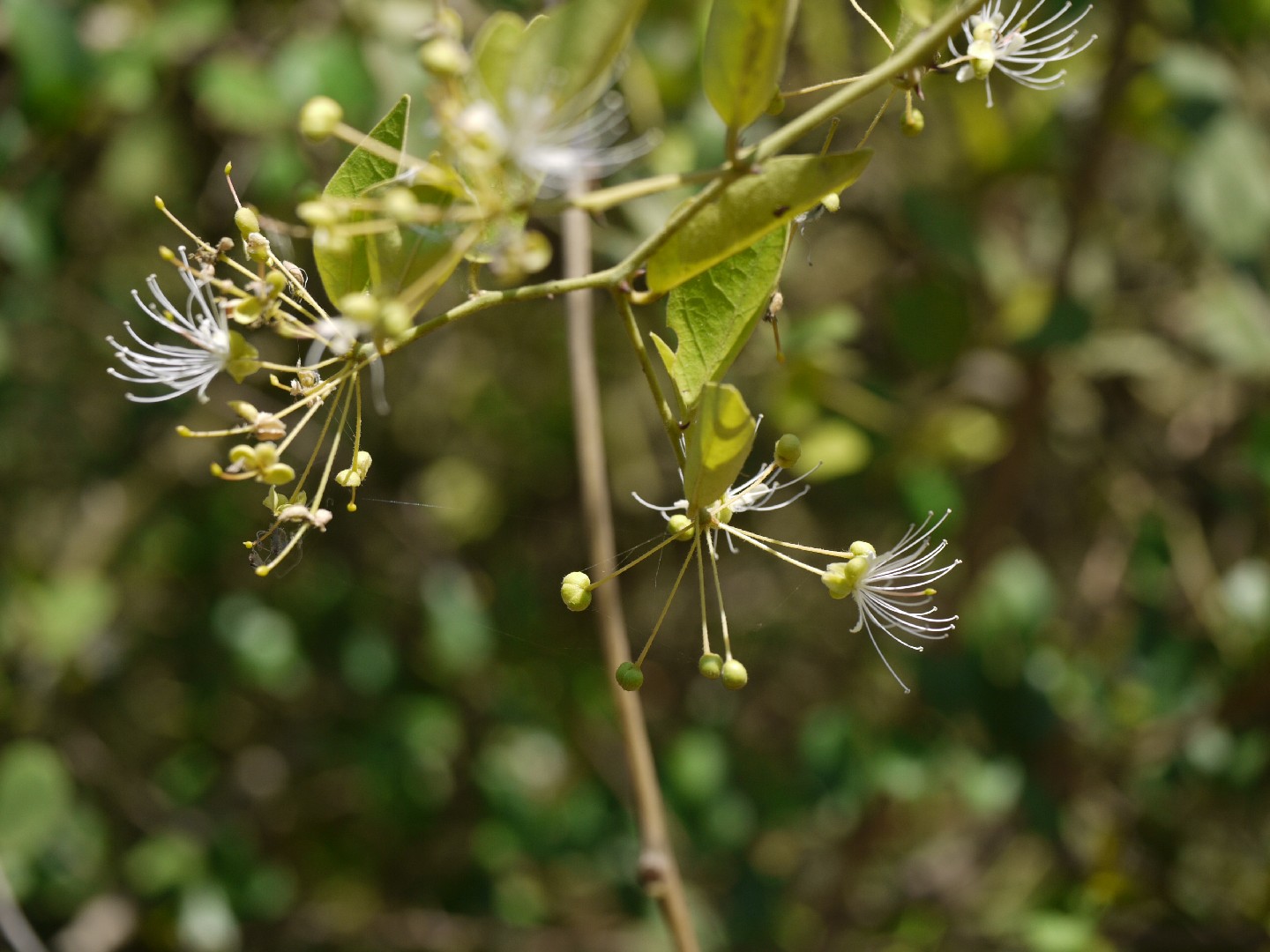Capparis sepiaria - PictureThis