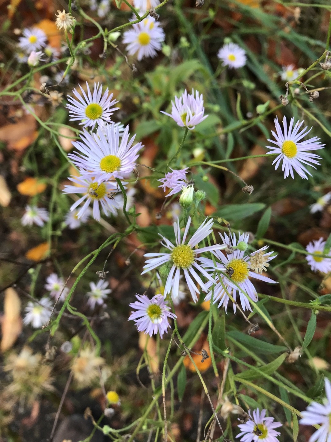 Болтония астровидная (Boltonia asteroides) - PictureThis