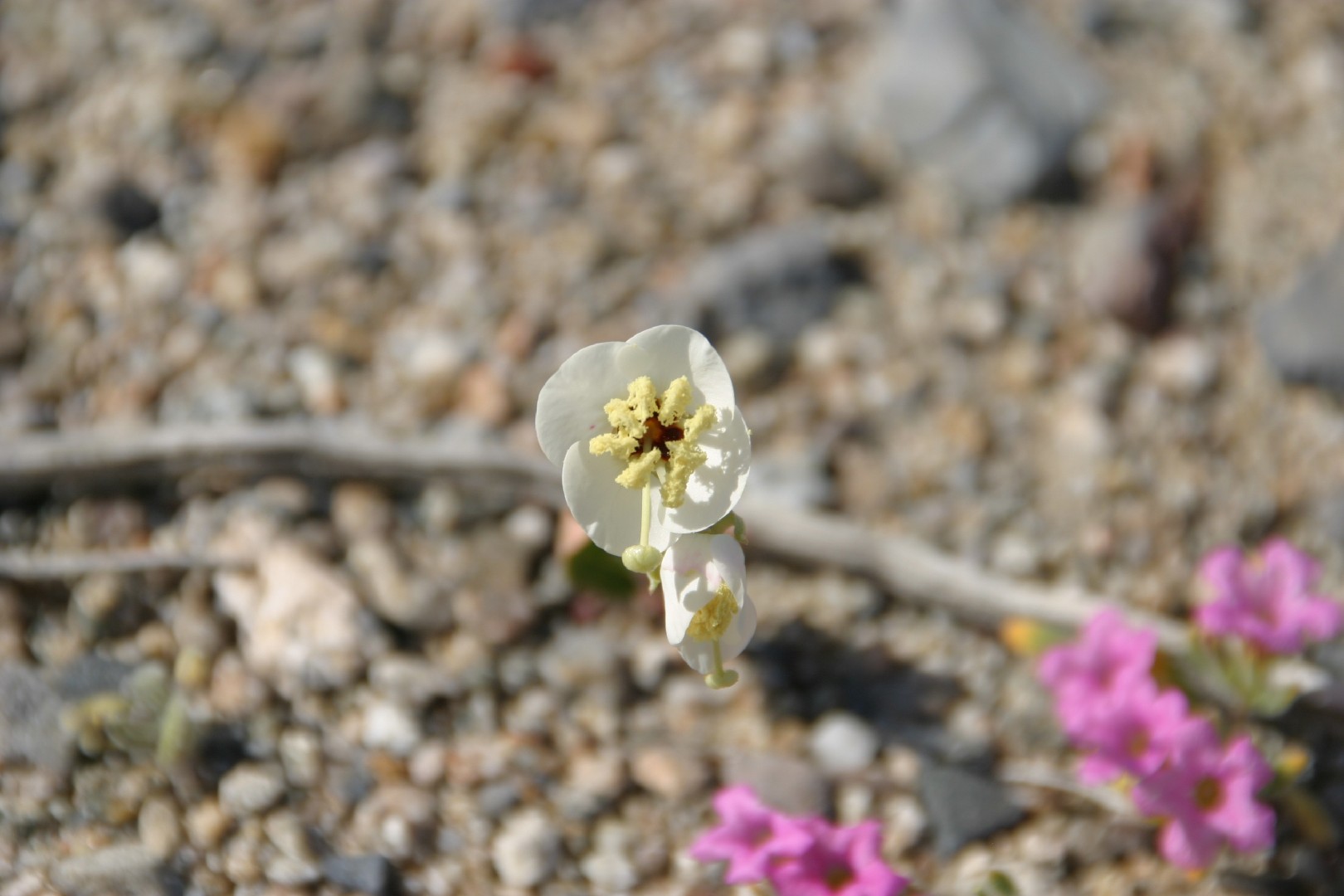 Brown-eyed evening primrose (Chylismia claviformis) Flower, Leaf, Care, Uses - PictureThis