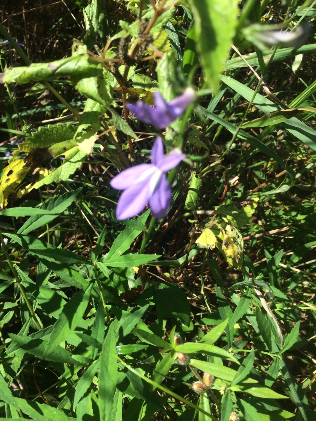 Lobelia puberula - PictureThis