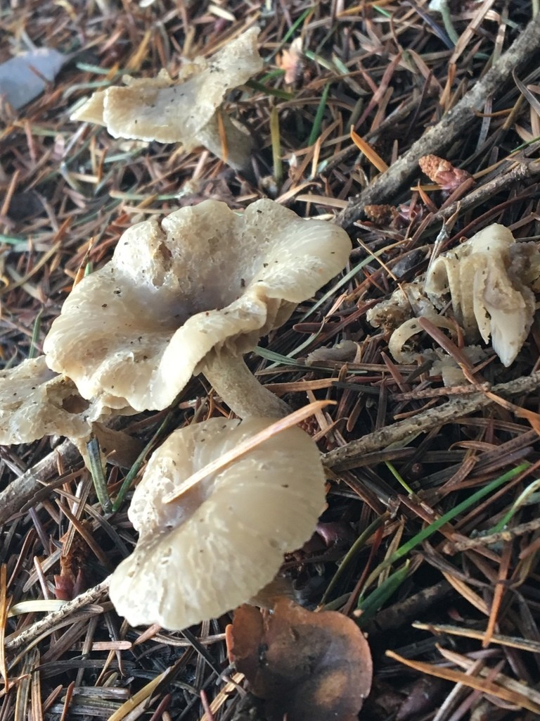 Clitocybe - PictureThis