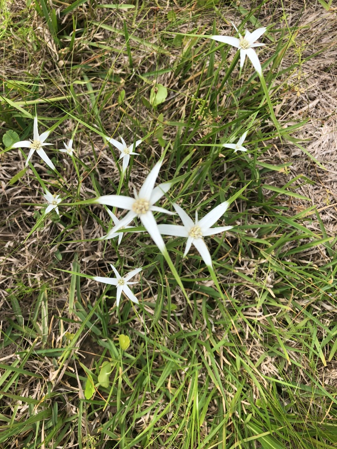 Capim-estrela (Rhynchospora colorata) - PictureThis