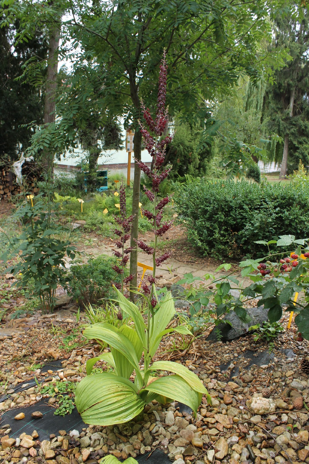 Veratrum nigrum - PictureThis