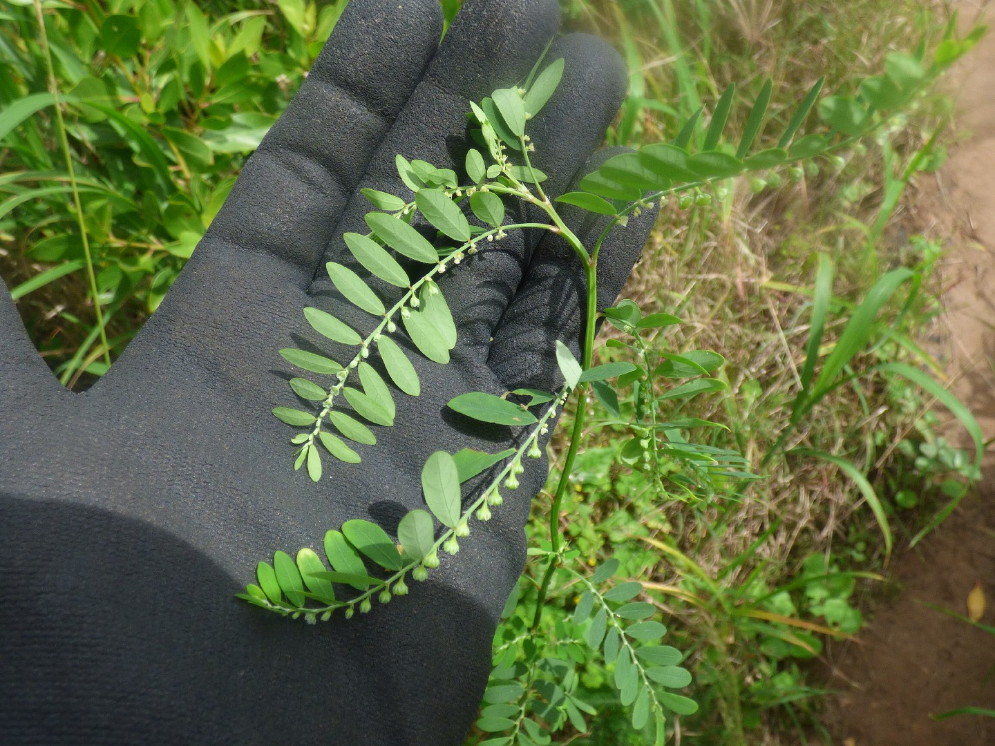 Phyllanthus niruri - PictureThis
