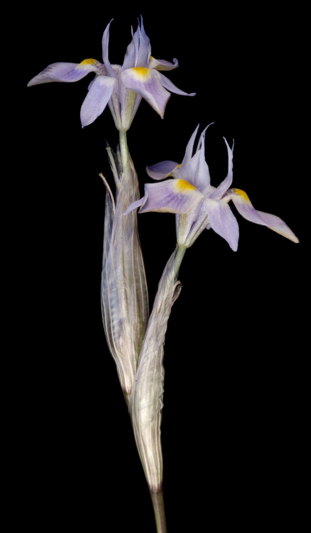 Moraea setifolia - PictureThis