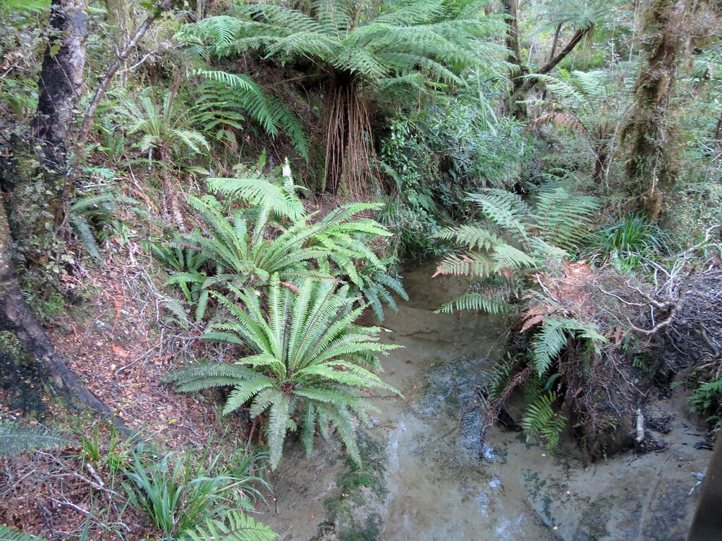 Lomaria discolor - PictureThis