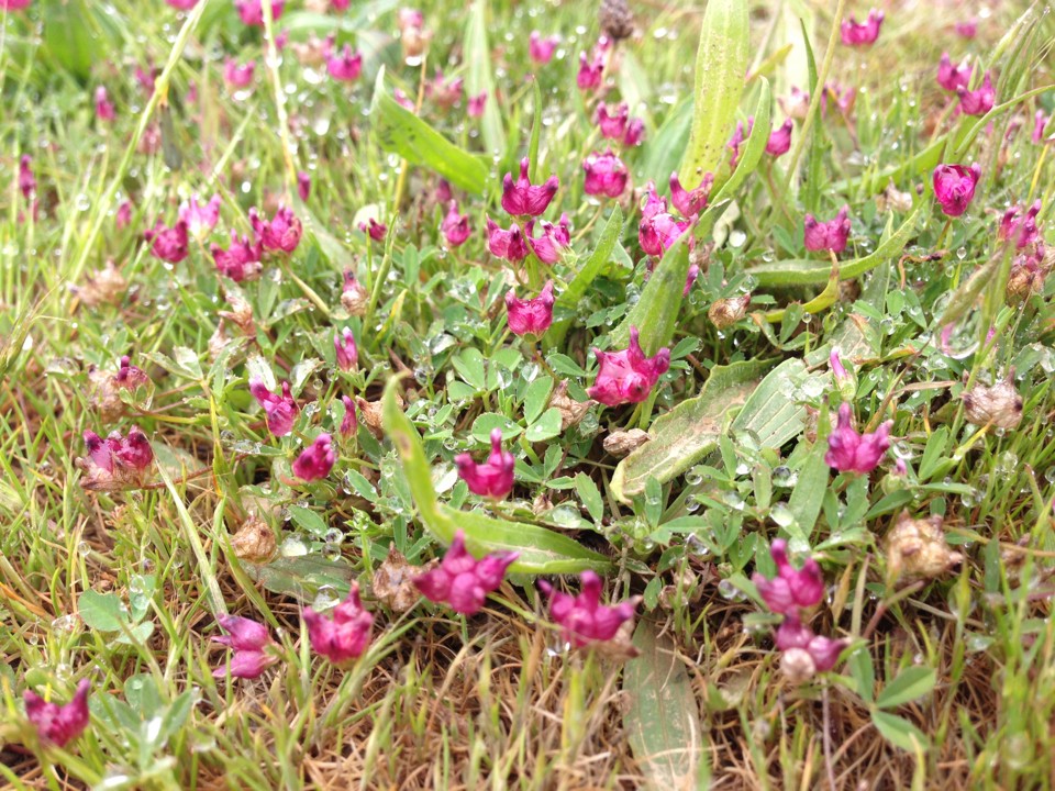 Cowbag clover (Trifolium depauperatum) Flower, Leaf, Care, Uses ...