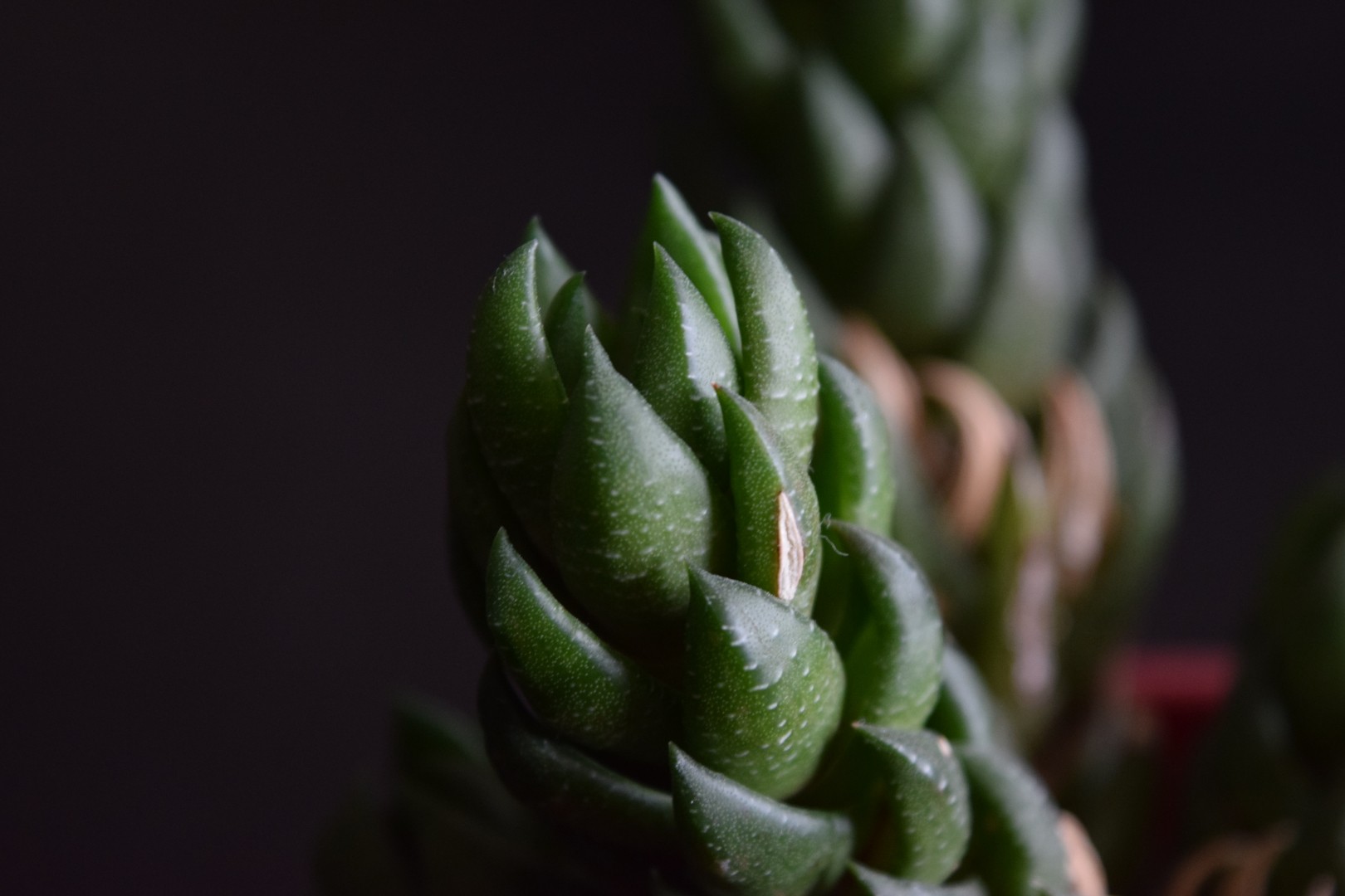 Haworthia coarctata Care (Watering, Fertilize, Pruning, Propagation ...