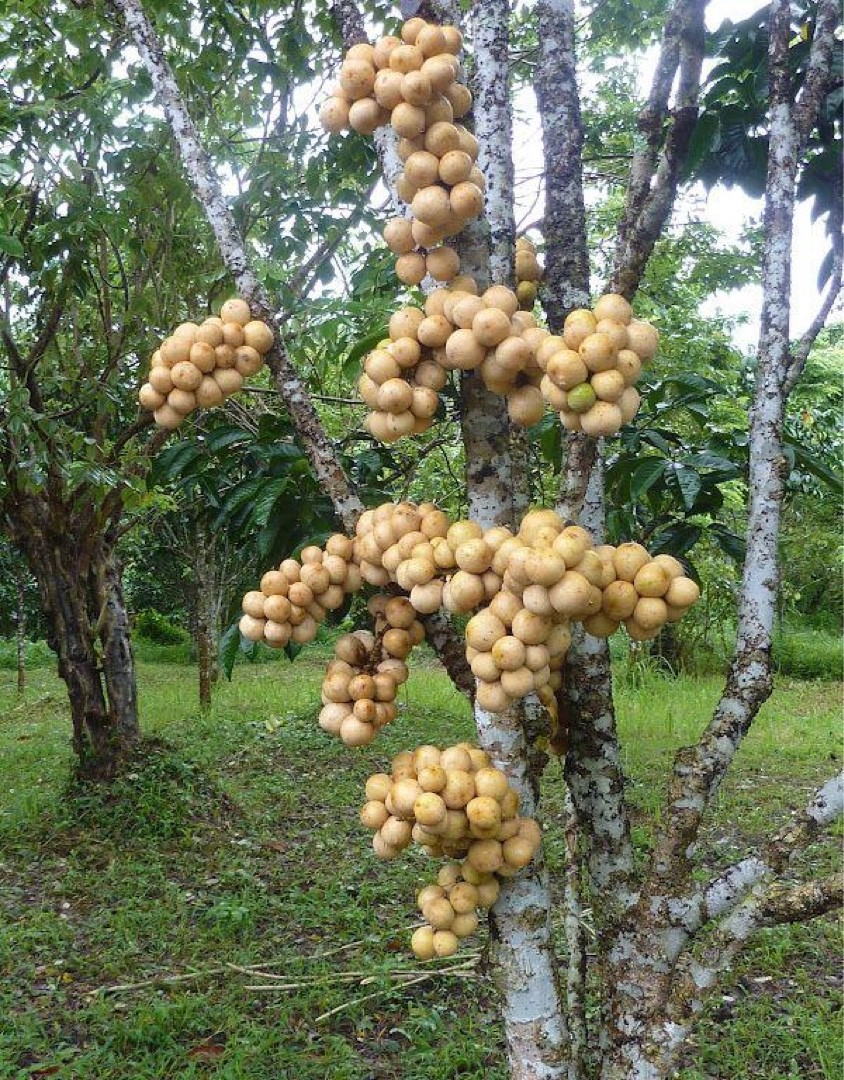 Langsep (Lansium domesticum) - PictureThis