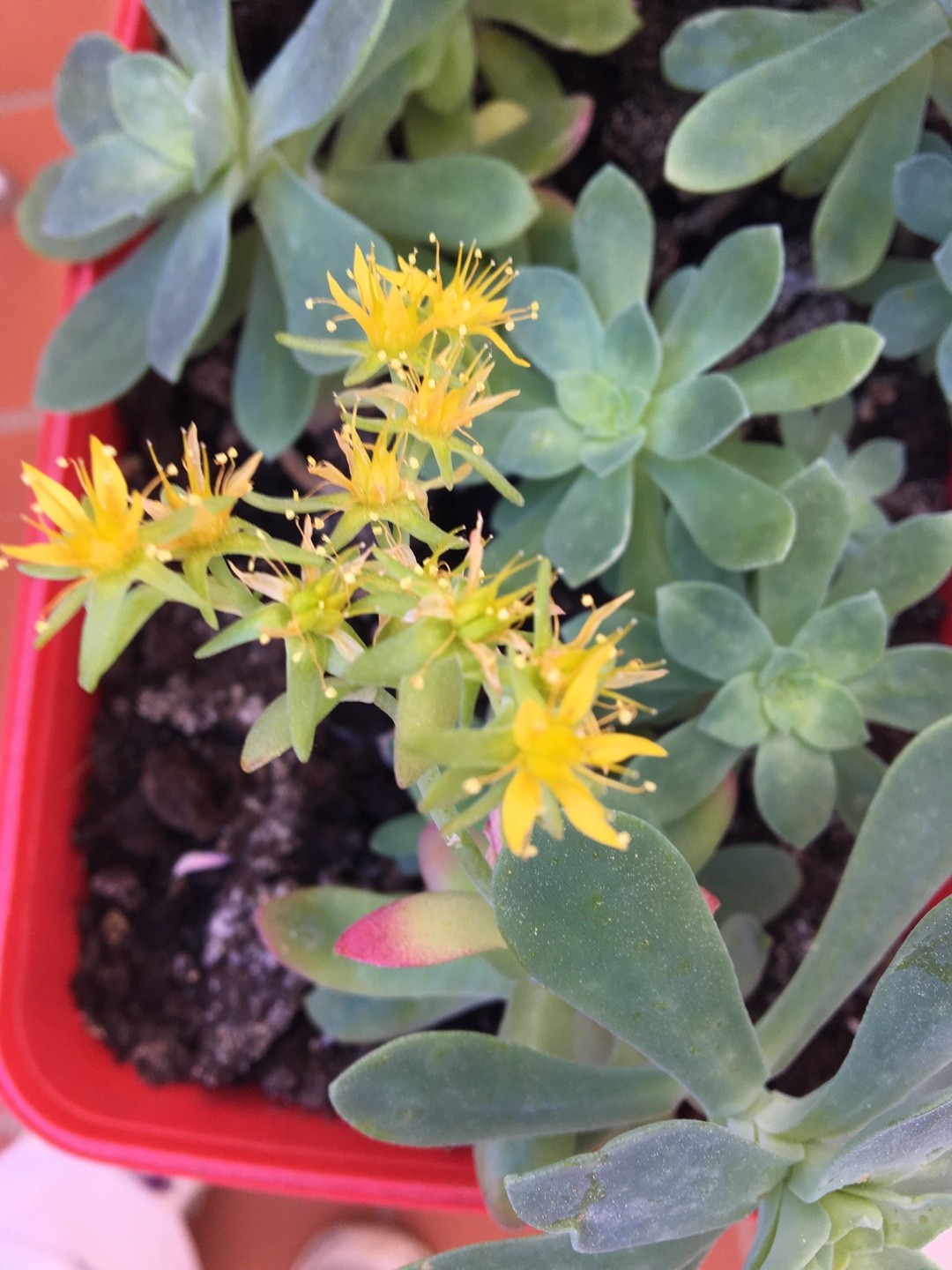 Sedum palmeri - PictureThis