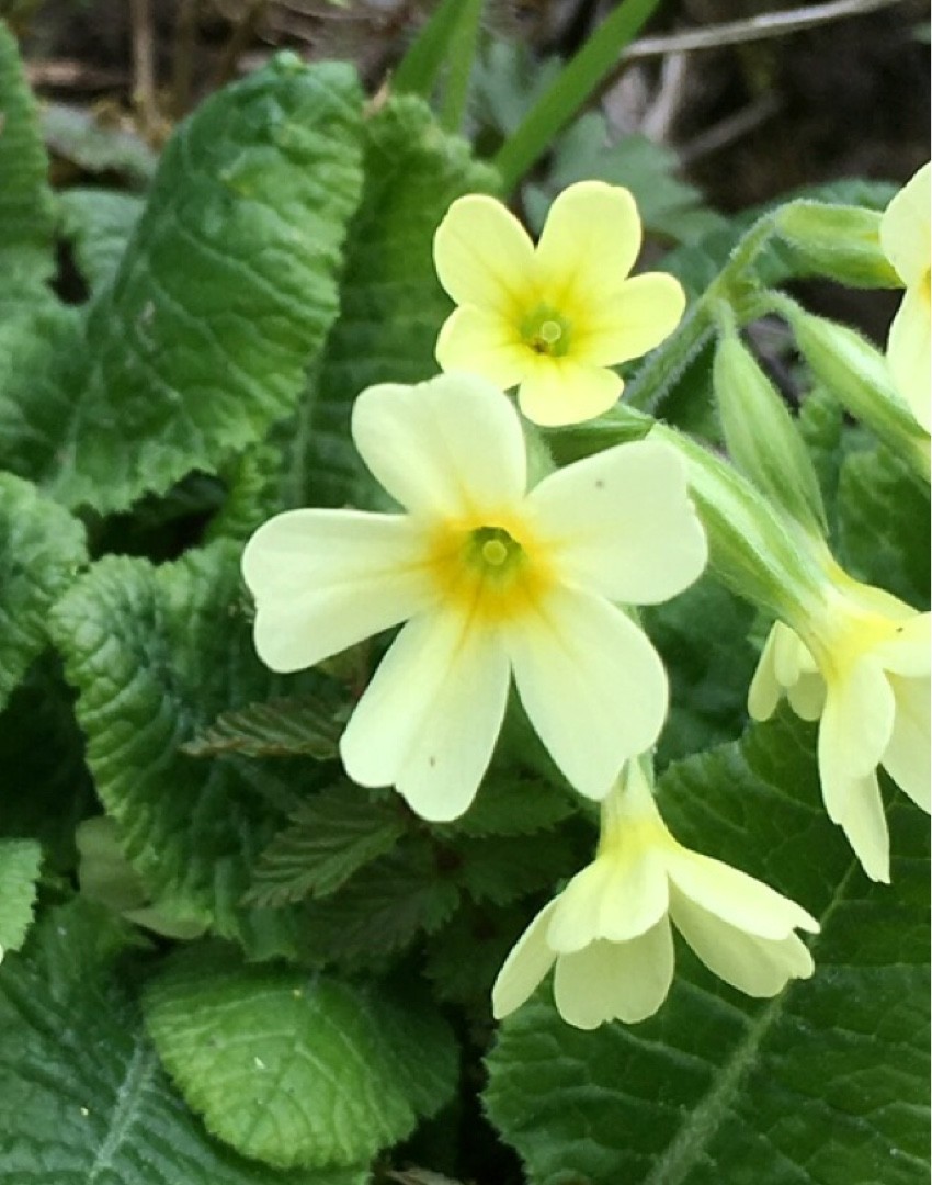 Первоцвет высокий (Primula elatior) - PictureThis