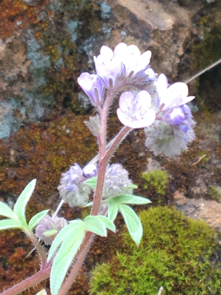 Phacelia breweri - PictureThis