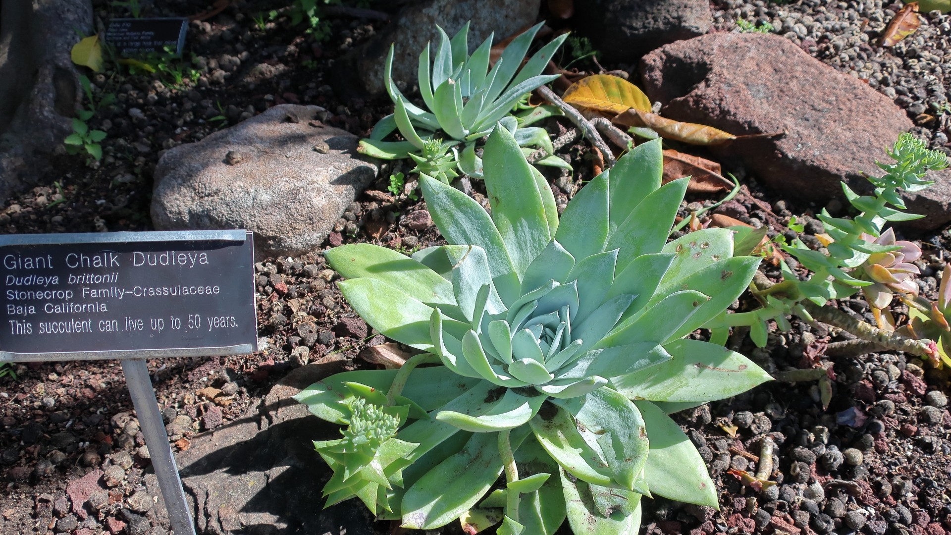 Siempreviva de Tiza (Dudleya brittonii) - PictureThis