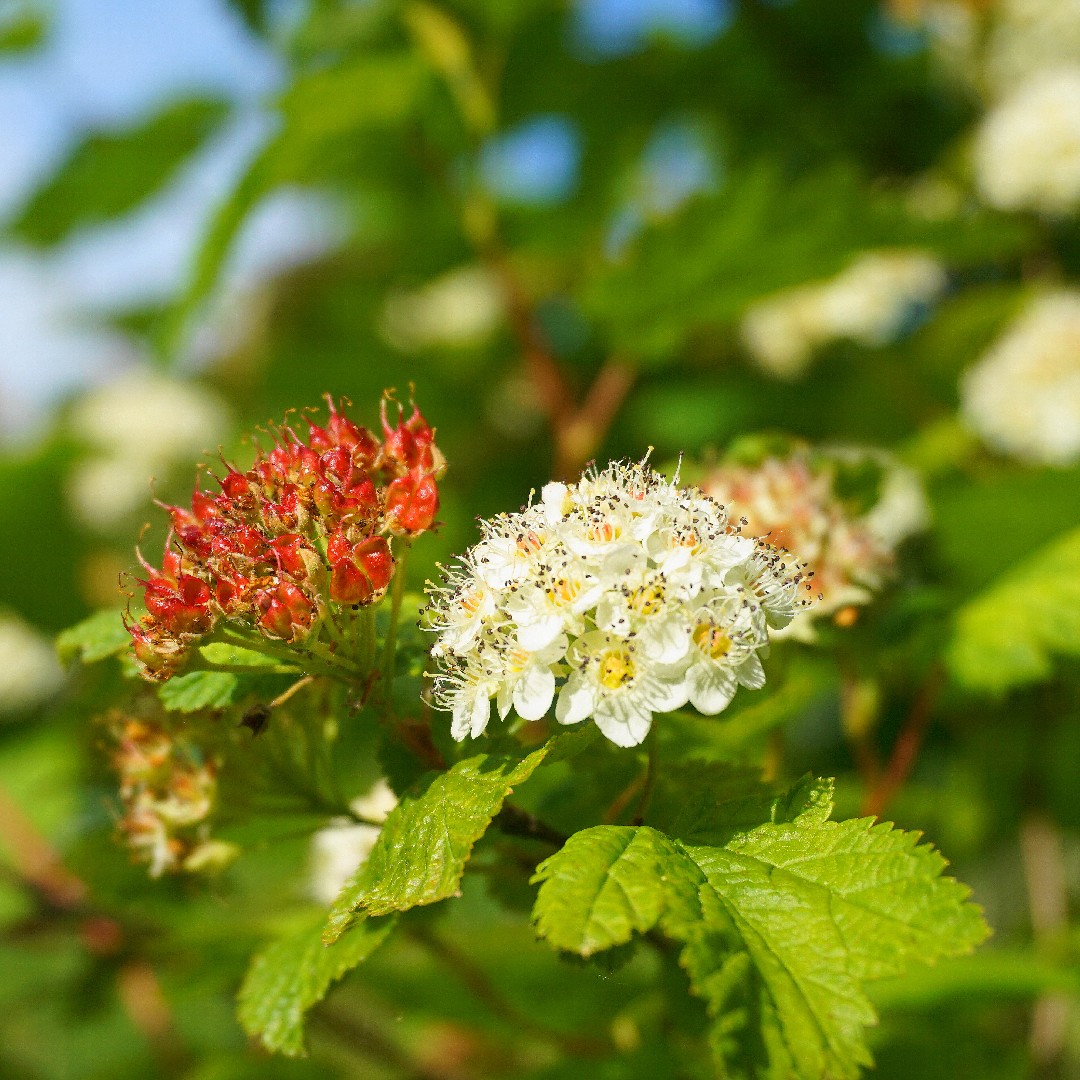 How can I prune my Pacific ninebark? - PictureThis