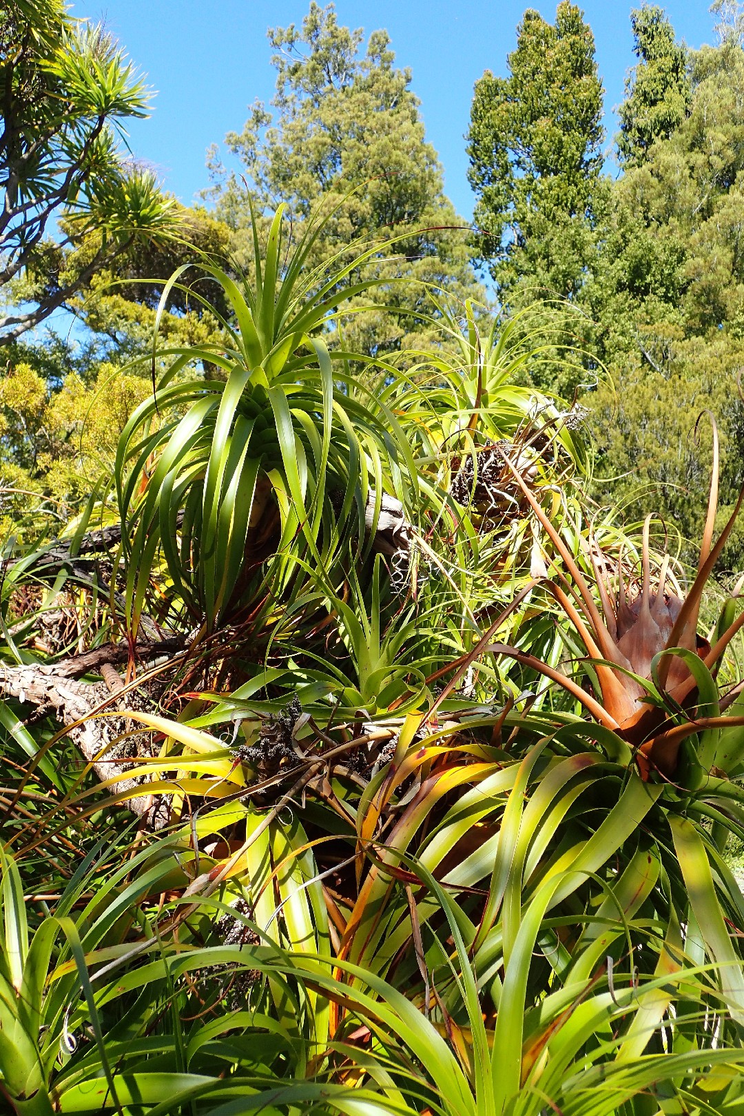 Dracophyllum traversii - PictureThis
