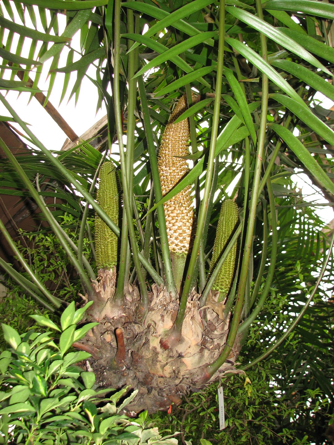 Bamboo cycad (Ceratozamia hildae) Flower, Leaf, Care, Uses - PictureThis