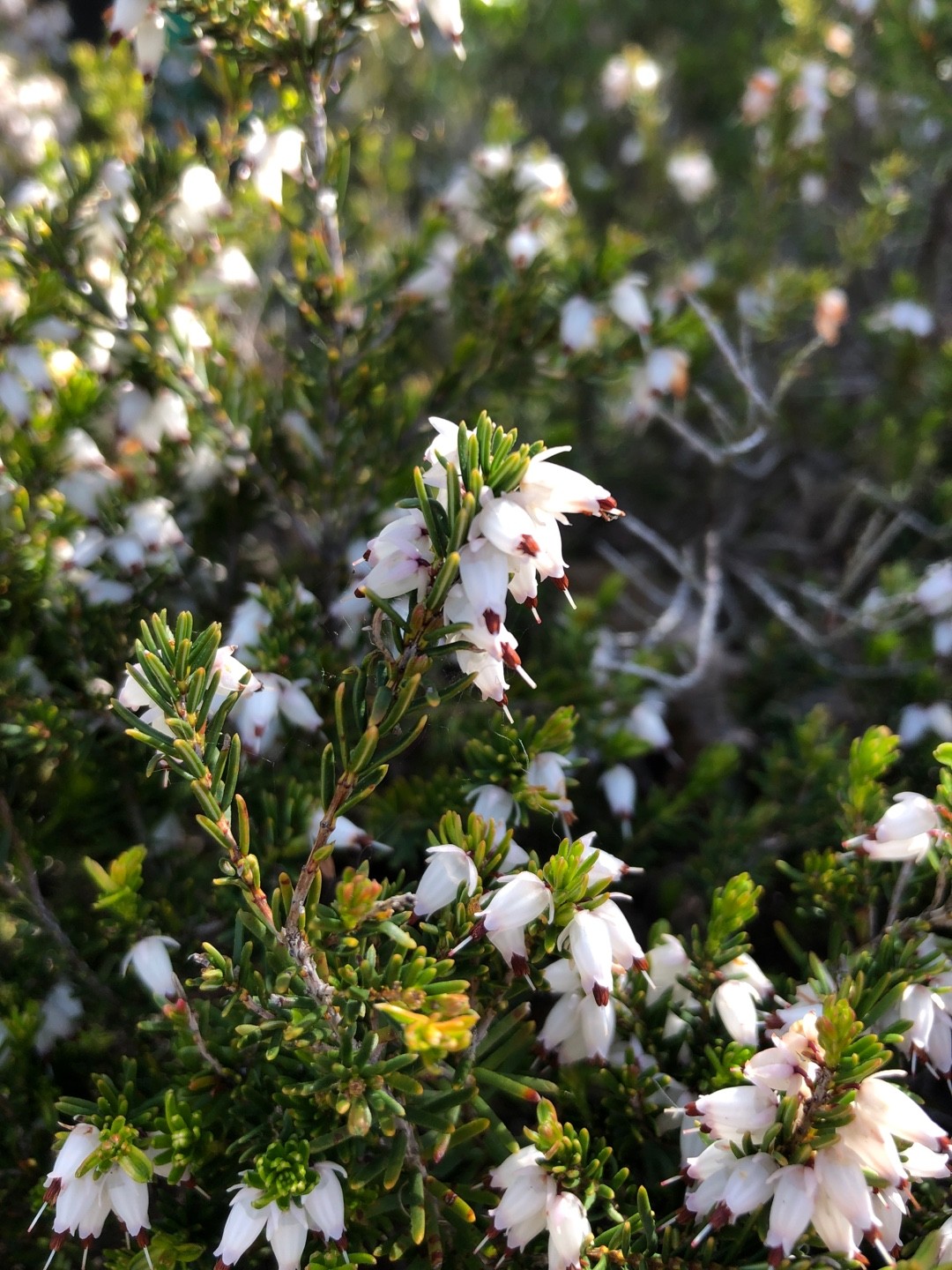 Erica erigena 'W.T. Rackliff' - PictureThis