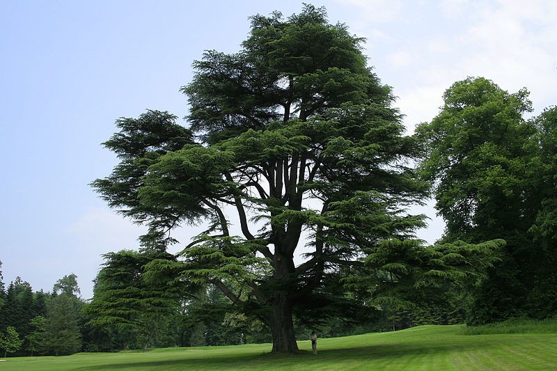 Cedro del Líbano (Cedrus libani) - PictureThis