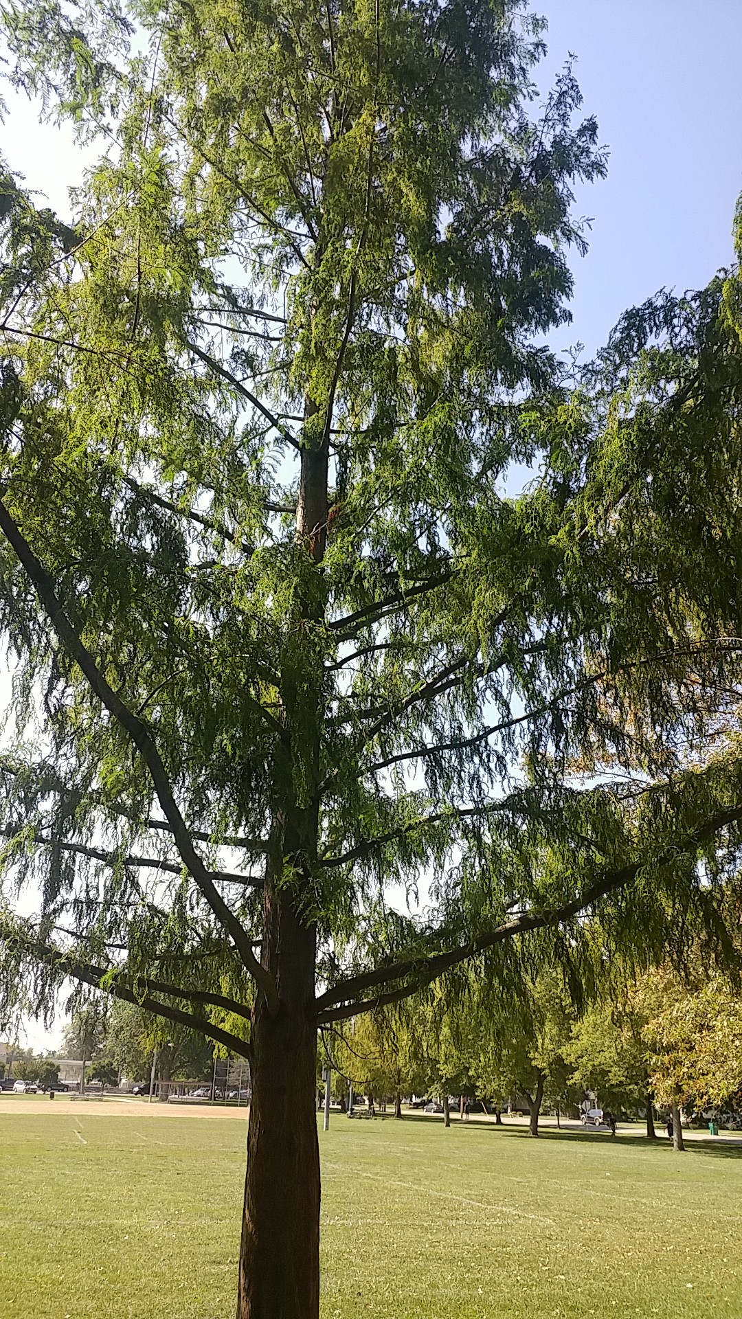 Таксодиум мексиканский (Taxodium mucronatum) - PictureThis