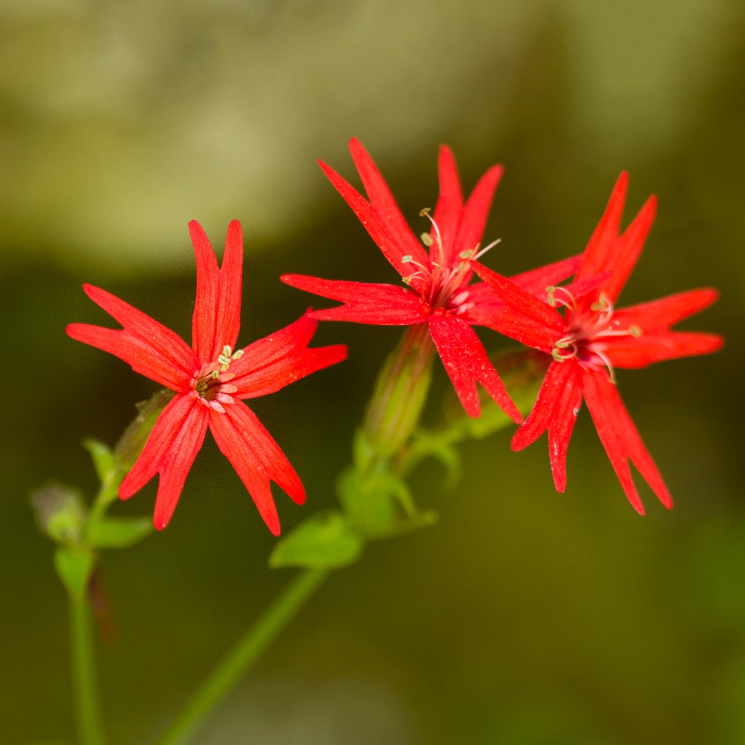 Où est silène de virginie natif? - PictureThis