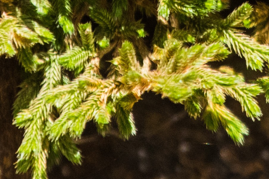 Spikemoss de Bigelow (Selaginella bigelovii) - PictureThis