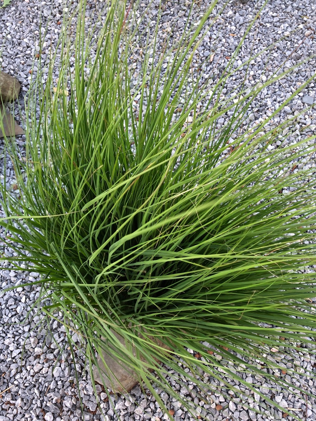 Carex Grass Dwarf