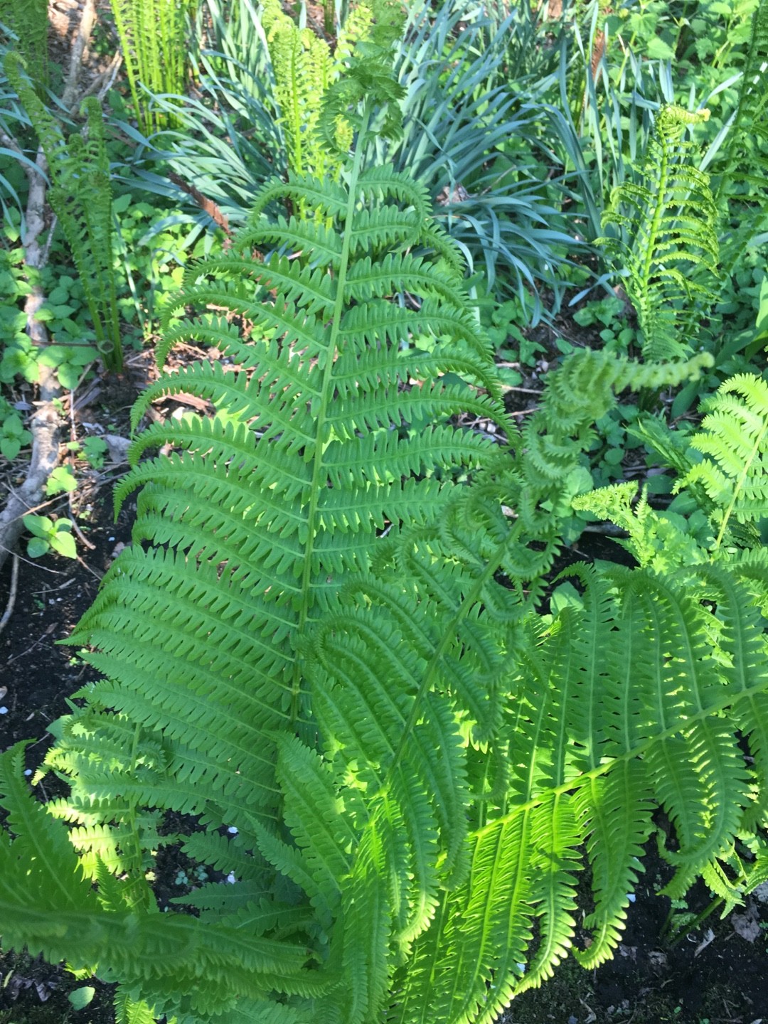 Silver false spleenwort (Deparia acrostichoides) Flower, Leaf, Care ...
