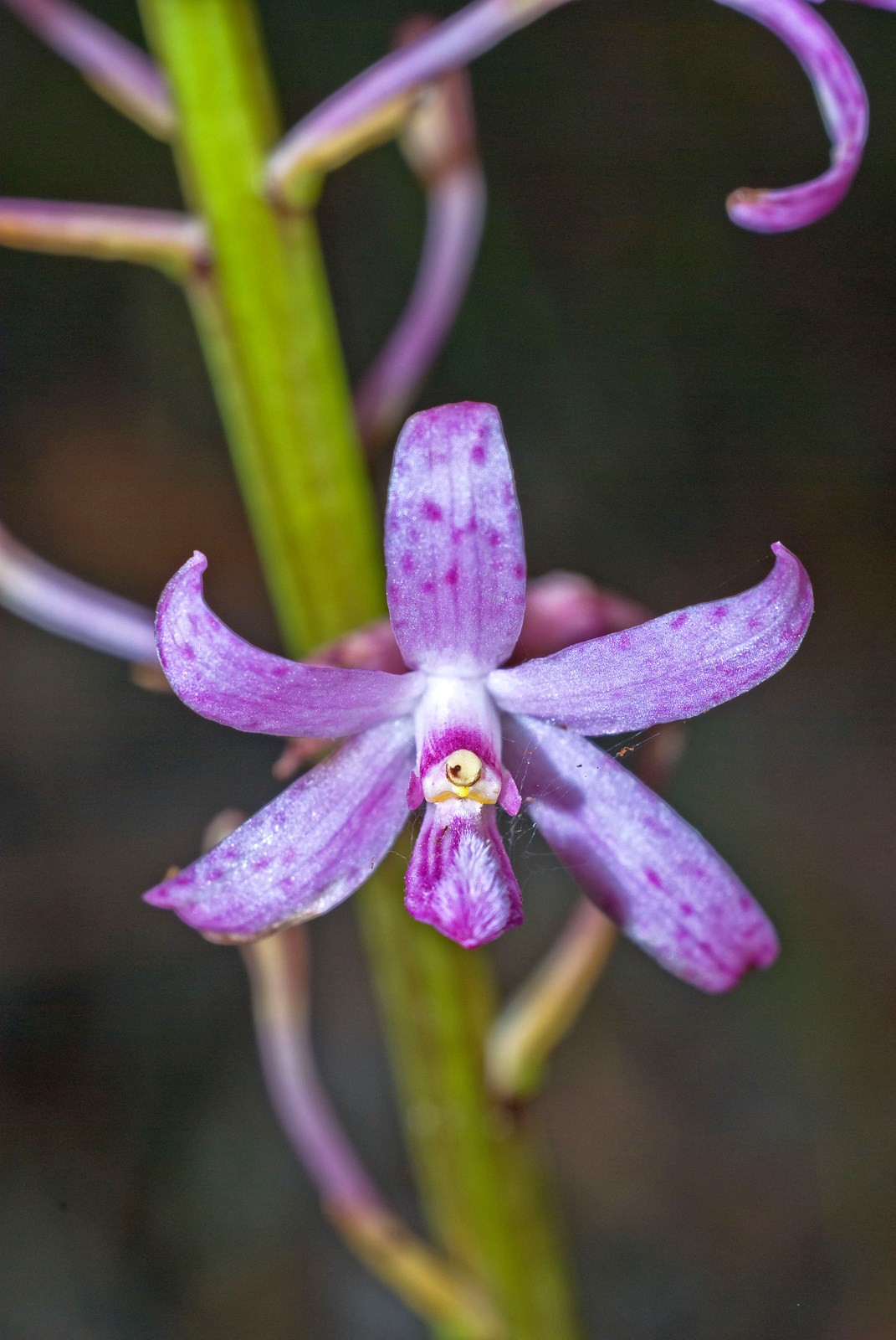 Dipodium roseum - PictureThis