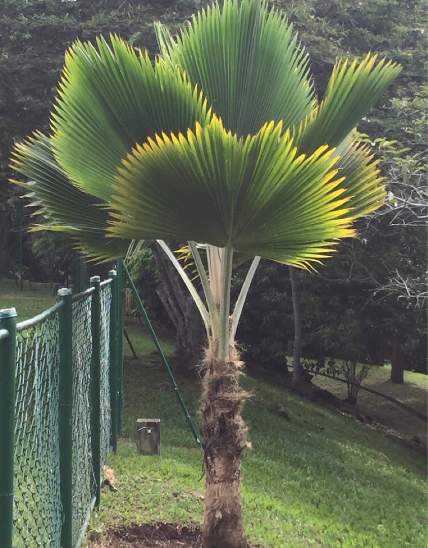 Fiji fan palm (Pritchardia pacifica) Flower, Leaf, Care, Uses - PictureThis